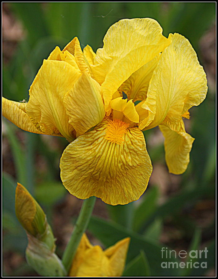 The Golden Iris of Spring Photograph by Dora Sofia Caputo - Pixels