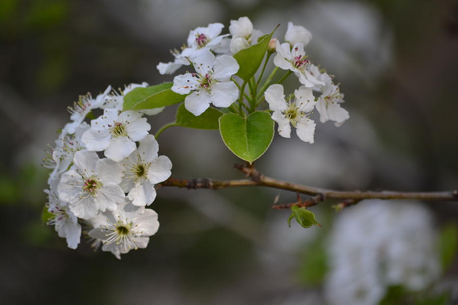 Spring Beginings Photograph by Michael Steckler - Fine Art America