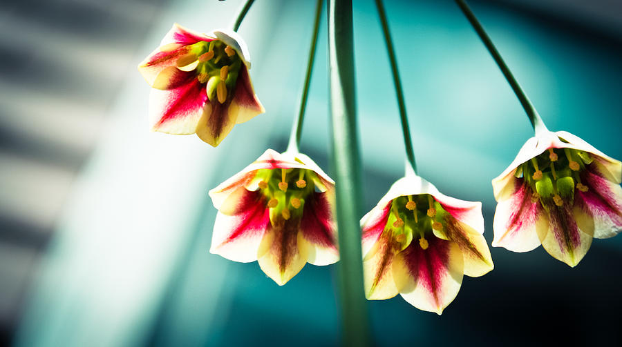 Spring Bells Ringing Photograph by David Forester | Fine Art America