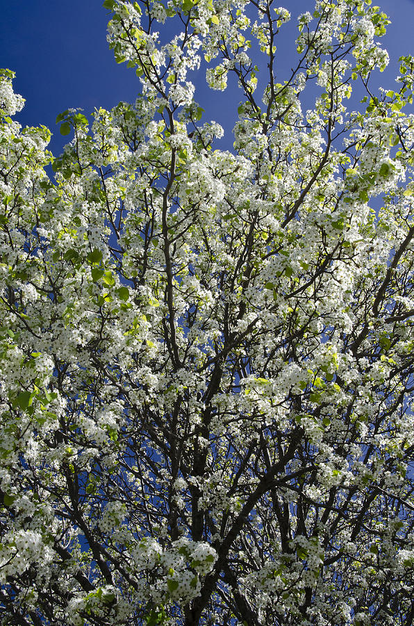 Spring blooming Photograph by Gerald Andersen - Fine Art America