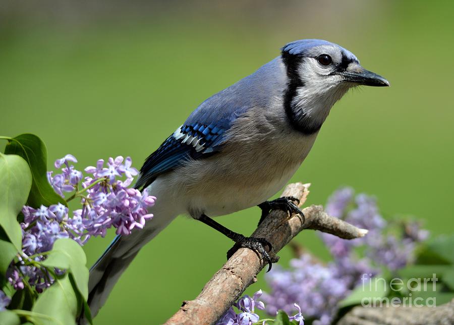 Spring Bluejay Photograph by Charles Trinkle - Pixels