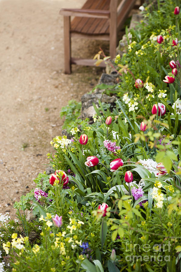 Spring Border Photograph by Anne Gilbert - Fine Art America