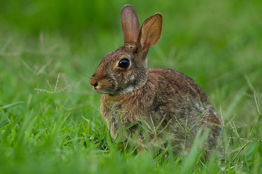 Spring Bunny Photograph by Cindy Archbell - Fine Art America