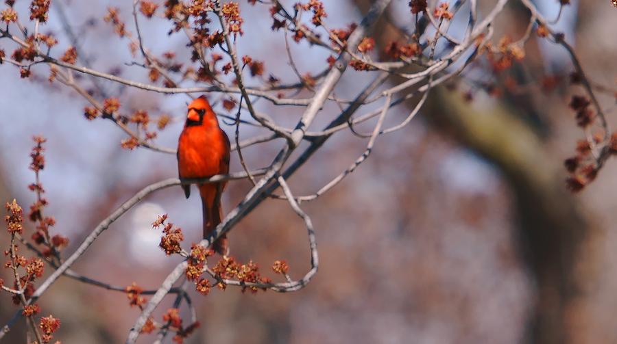 Spring Cardinal Photograph by Dave Smith - Fine Art America