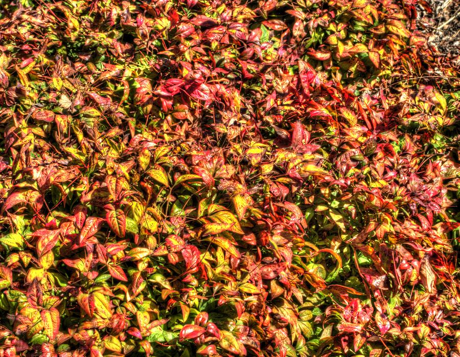 Spring Color Explosion Photograph by John Straton - Fine Art America