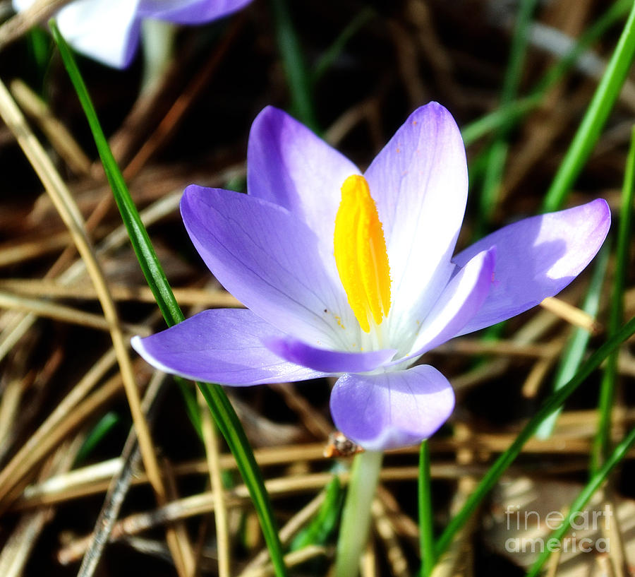 Spring Crocus Photograph by Eva Thomas - Fine Art America