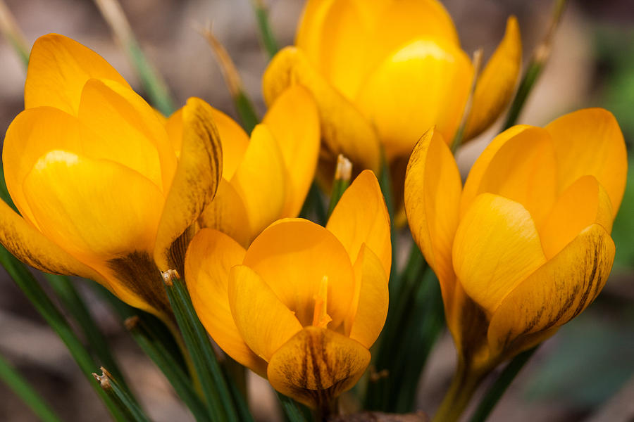Spring Crocus Photograph by Gene Linzy - Fine Art America