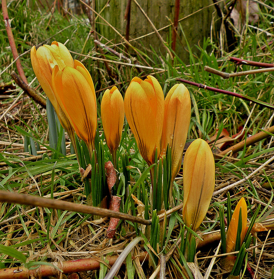Spring Crocuses Photograph by Brian Chase - Fine Art America