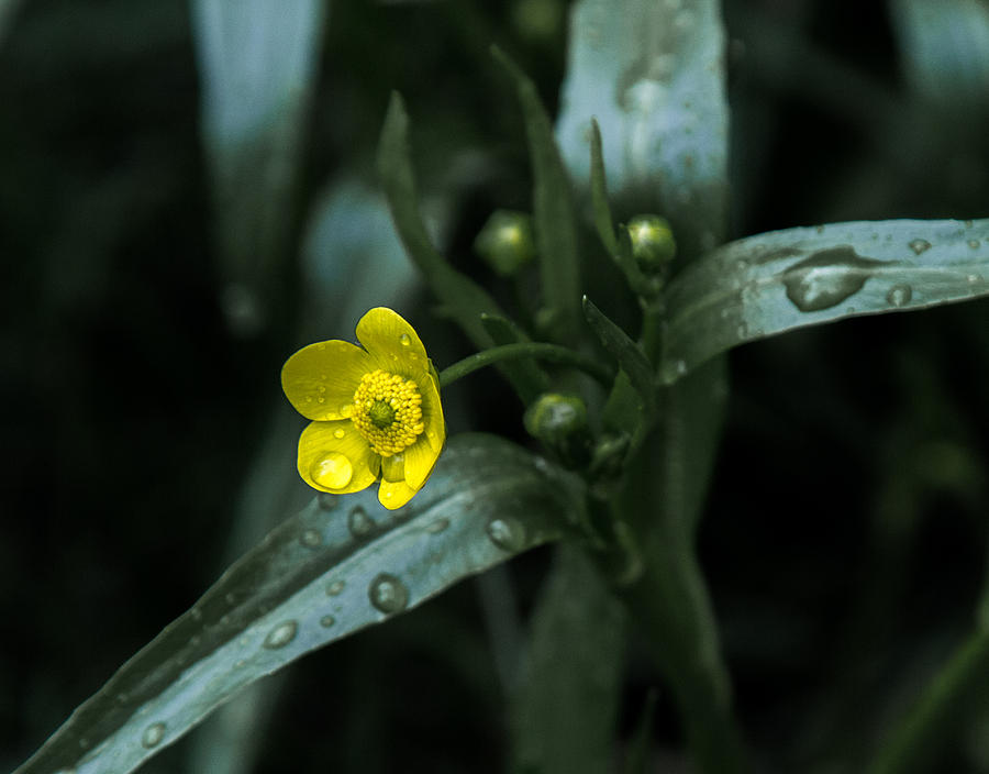 Spring Drops Photograph by Kevin Buffington - Fine Art America