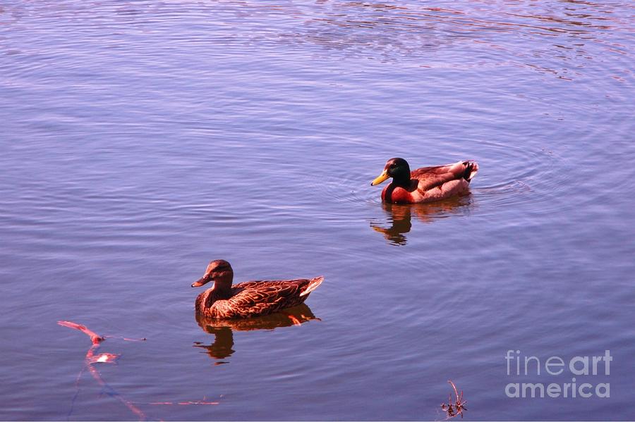 Spring Ducks Photograph by John Malone - Fine Art America