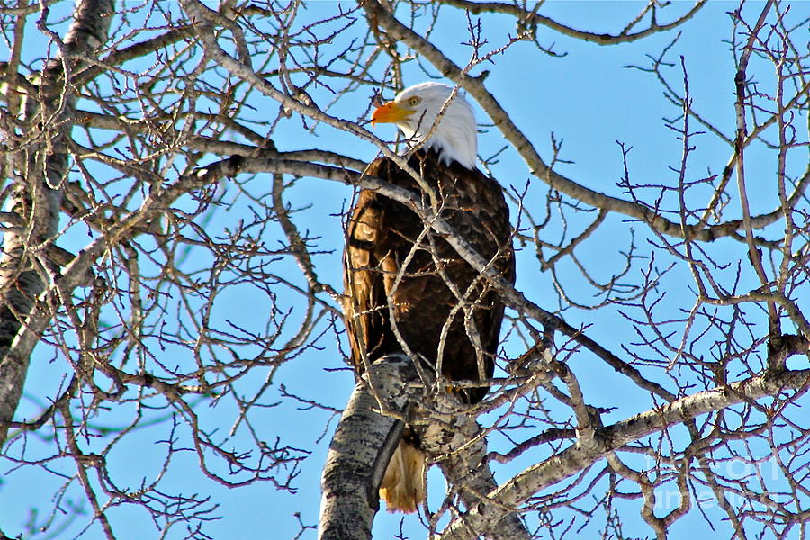 Spring Eagle Photograph by Rick Monyahan - Fine Art America