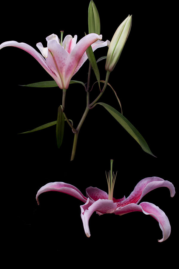 Spring Elegance Photograph by Inspirational Designs - Fine Art America