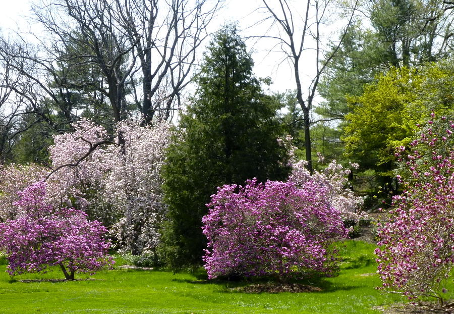 Spring Photograph by Ellie Smith - Fine Art America