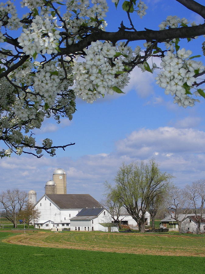Spring Farm Photograph by Photolope Images - Fine Art America