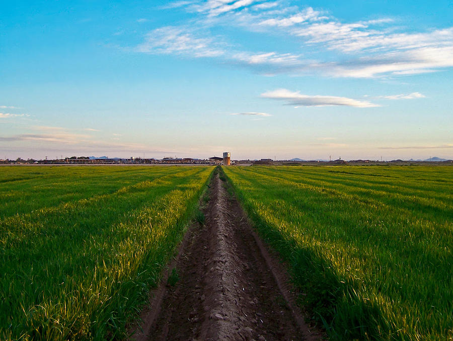 Spring Farm Scene Photograph - Spring Farm Scene Fine Art Print