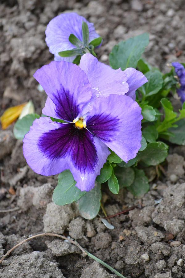 Spring Flower Photograph by Michael Steckler | Fine Art America