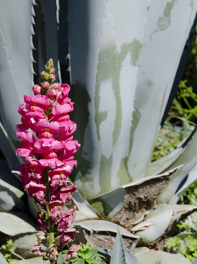 Spring Flowers Photograph by Gerald Andersen - Fine Art America