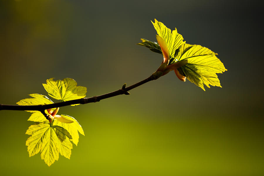Spring greens Photograph by Izzy Standbridge | Fine Art America