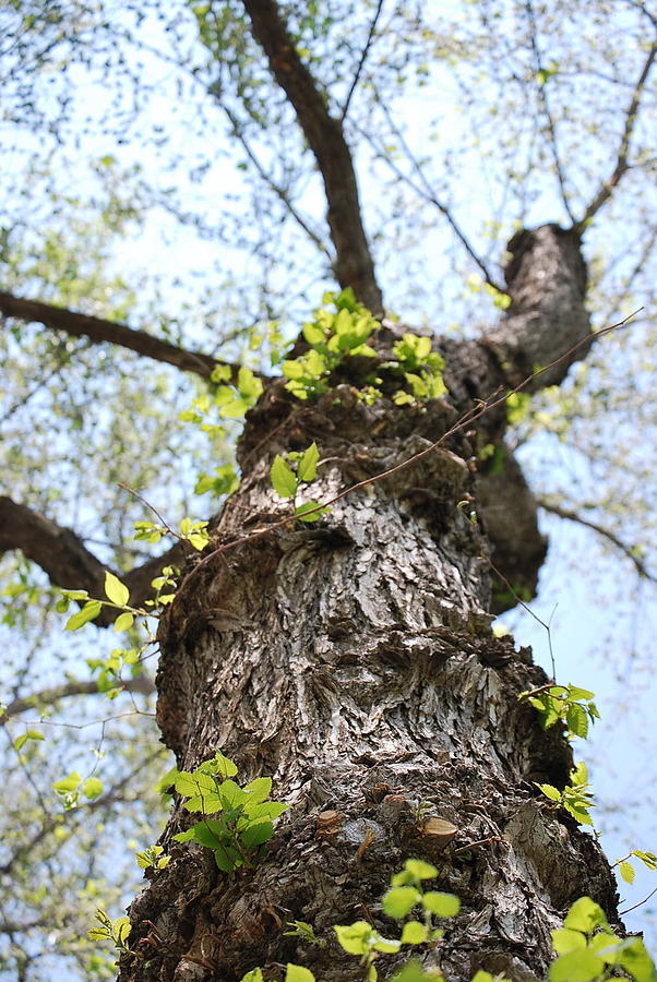 Spring Growth Photograph by Ashley Snodgress - Fine Art America