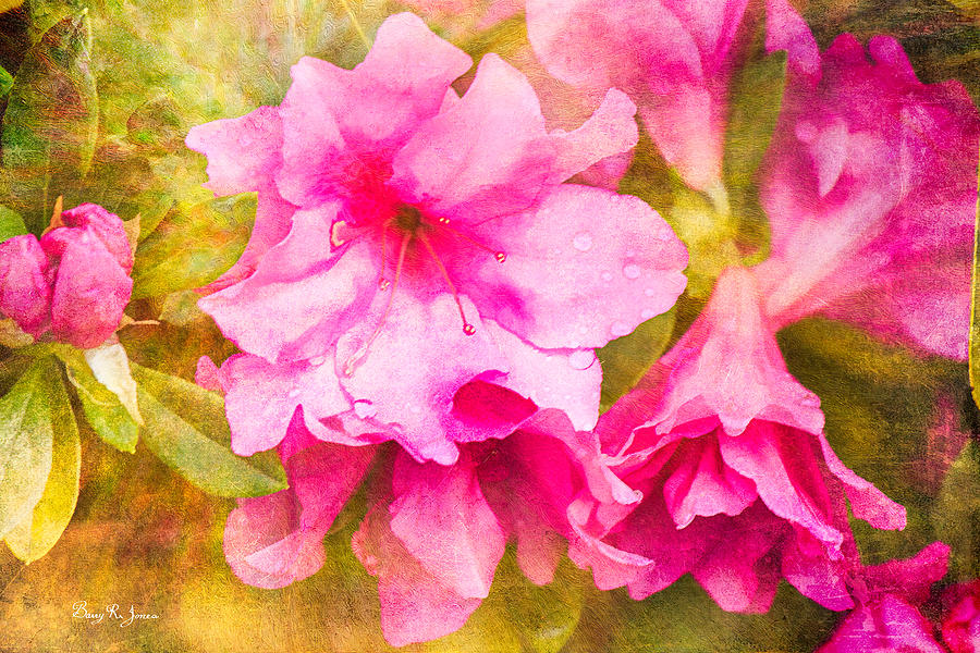 Azalea - Flowers - Spring in Bloom Photograph by Barry Jones - Pixels