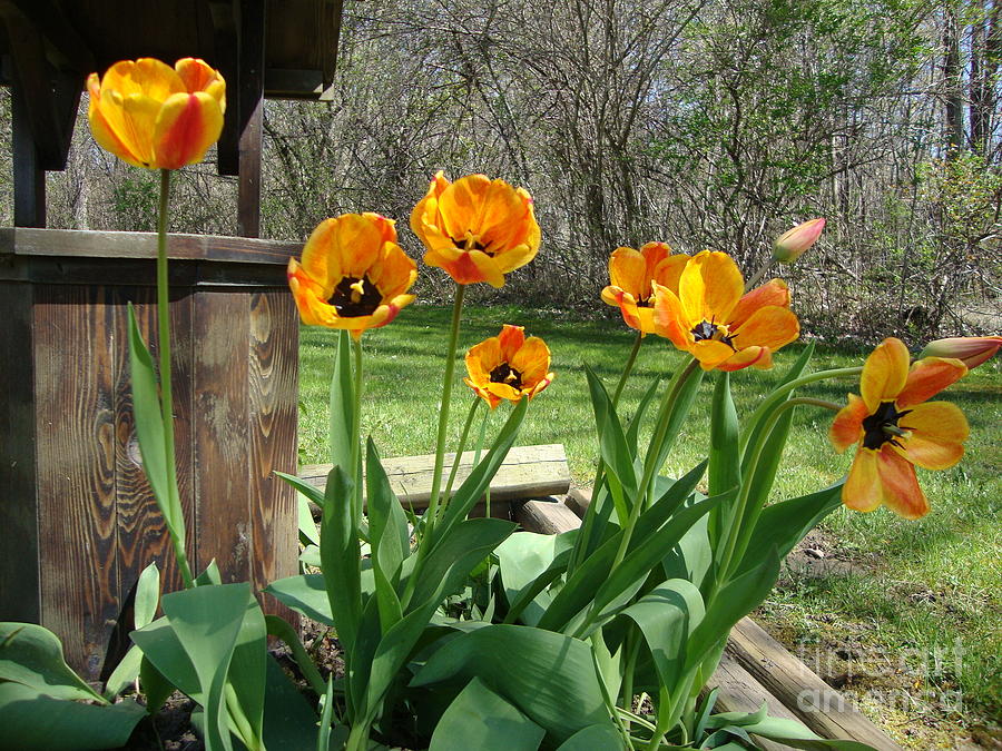 Spring in bloom Photograph by Debbie Warren - Fine Art America