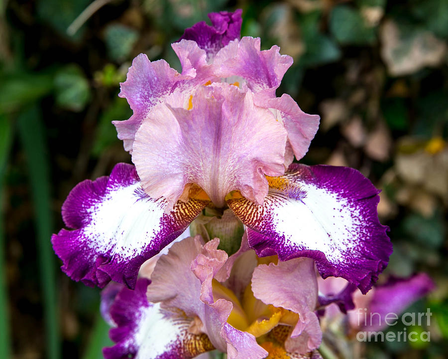 Spring Iris Photograph by Sue Huffer - Fine Art America
