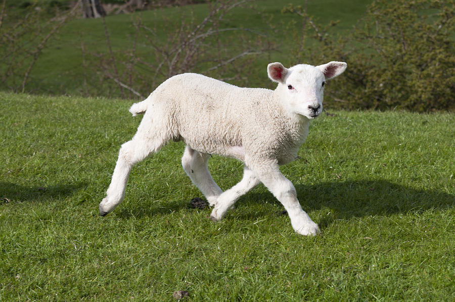 Spring lamb Photograph by David Isaacson - Pixels