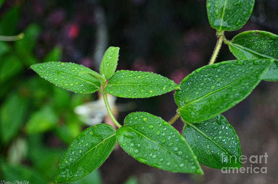 Spring Leaves 9 Photograph by Debbie Portwood - Fine Art America