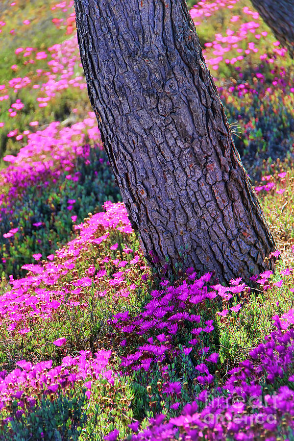 Spring Meadow Photograph by Mariola Bitner - Fine Art America