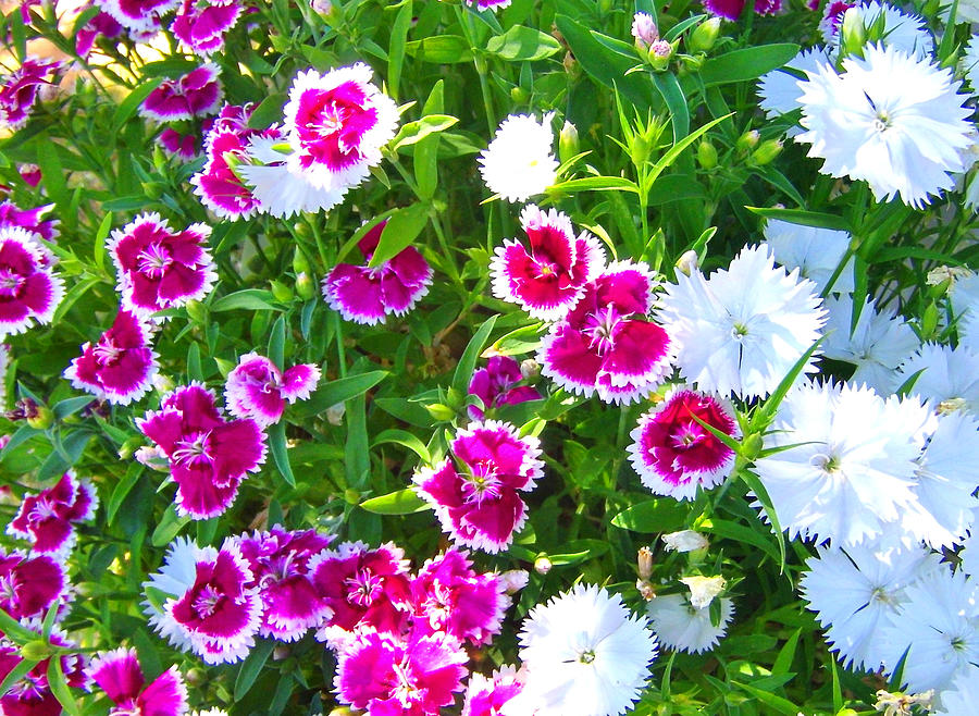 Spring Means Flowers Photograph by Marilyn Diaz - Fine Art America