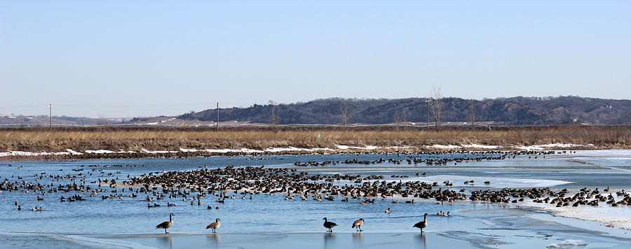 Spring Migration Photograph by Dale Mark - Fine Art America