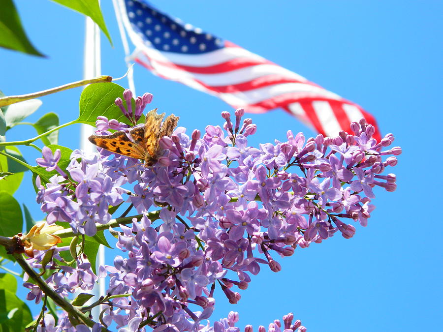 Spring Pride Photograph by Angela Stokes - Fine Art America
