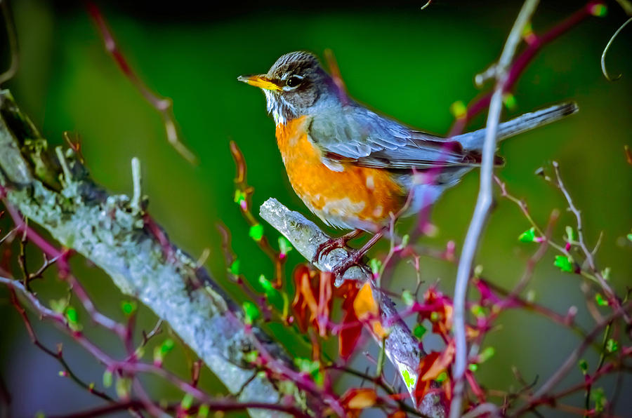 Spring Robin Photograph by Brian Stevens