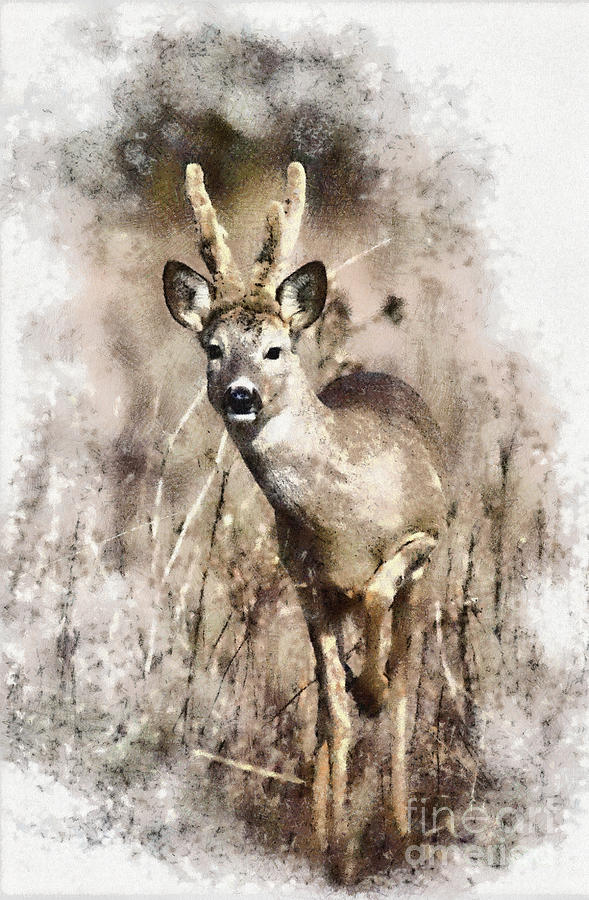 Spring roe buck Digital Art by Czesznak Zsolt - Fine Art America