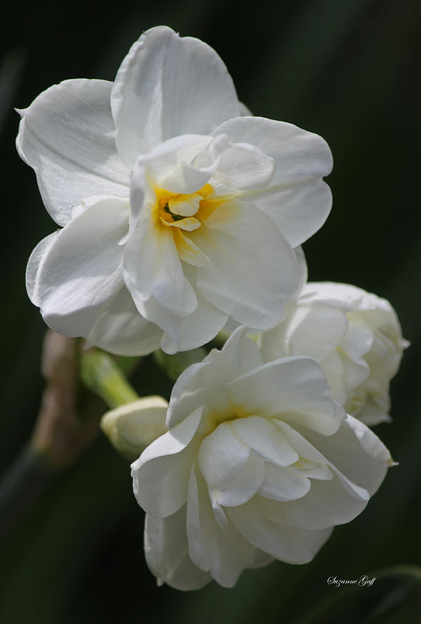 Spring Sensations Photograph by Suzanne Gaff - Fine Art America