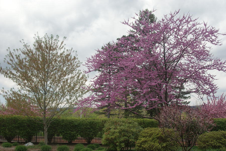 Spring Splendor # Photograph by Rob Luzier - Fine Art America