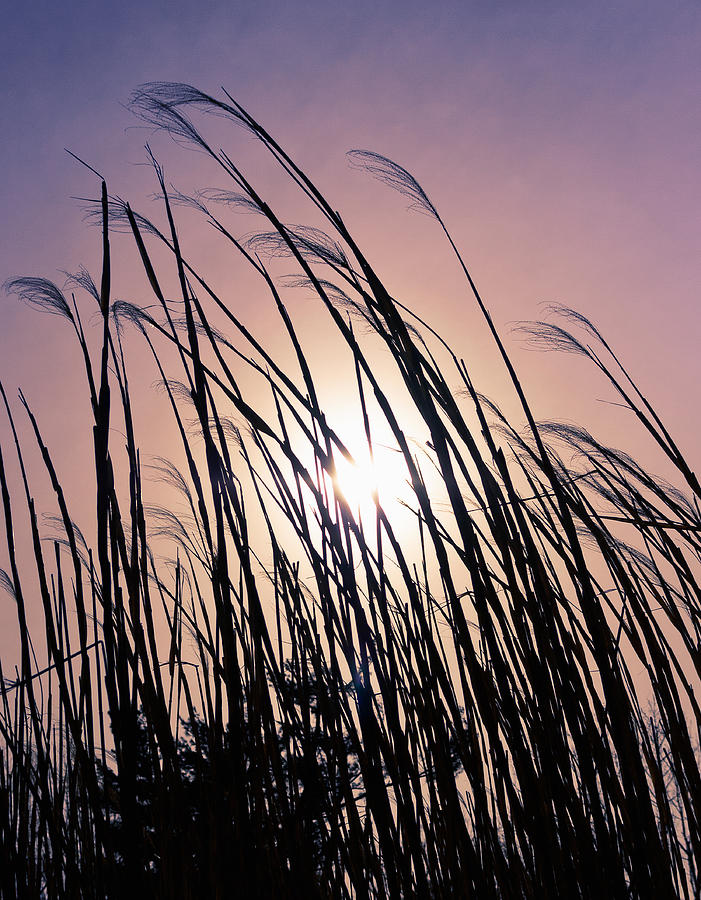 Spring Sun Photograph by David Lamb - Fine Art America