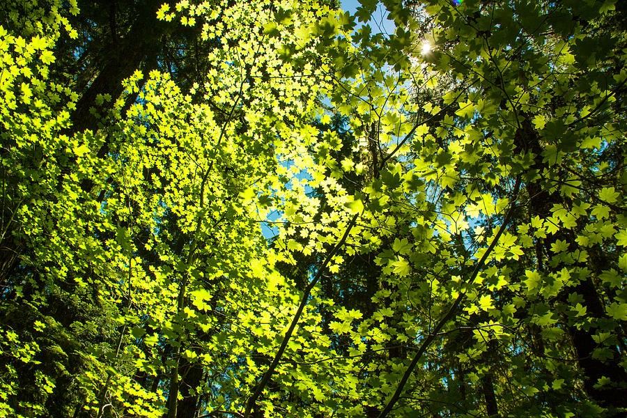 Spring sunshine Photograph by Kunal Mehra - Pixels