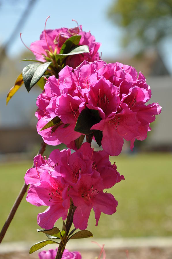 Spring Time Azaleas Photograph by David Dittmann | Fine Art America