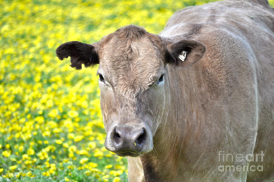 Spring time Cow Photograph by Coralie Plozza - Fine Art America