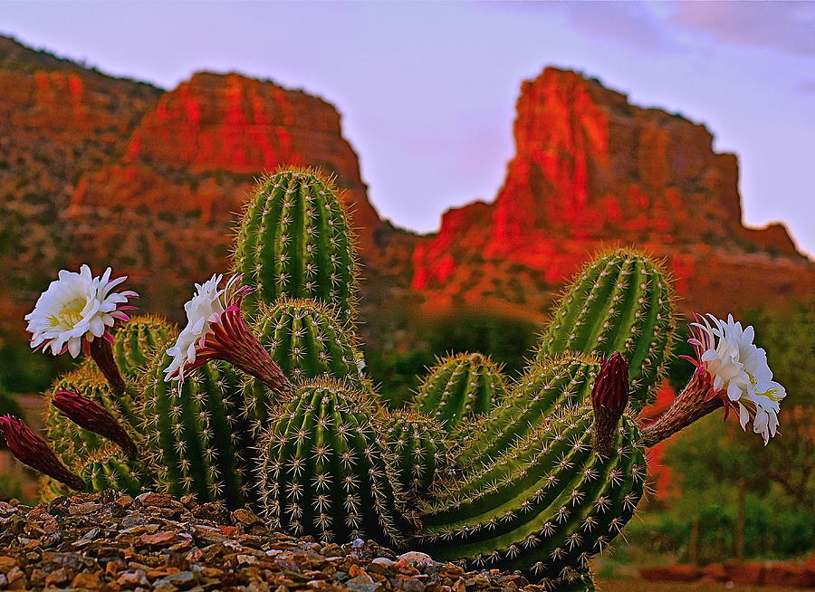 Spring time in Sedona Photograph by Markus Eye - Fine Art America