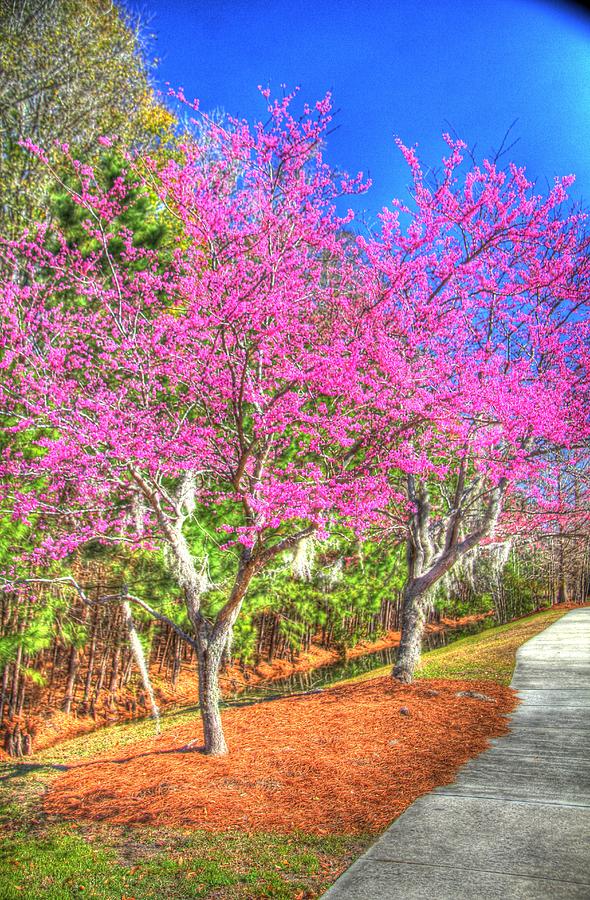 Spring Time Photograph by John Handfield - Fine Art America