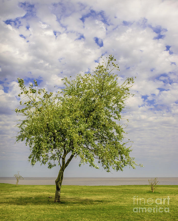 Spring Tree Photograph by Gustavo Ordoqui - Fine Art America
