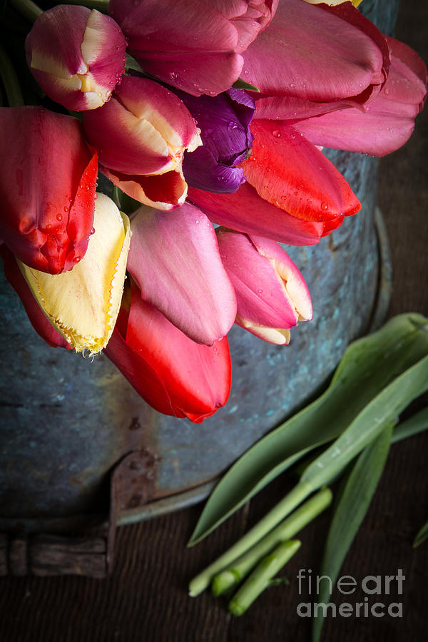 Spring Tulips Photograph By Edward Fielding Fine Art America