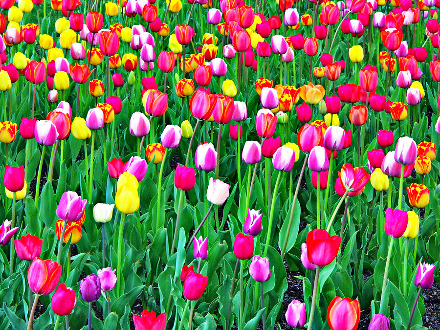 Spring Tulips Photograph by Gary Richards - Fine Art America