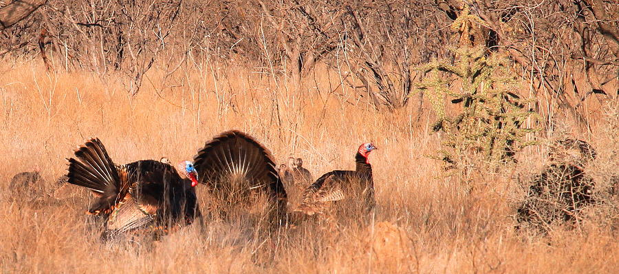 Spring Turkeys Photograph by Mark Short - Fine Art America