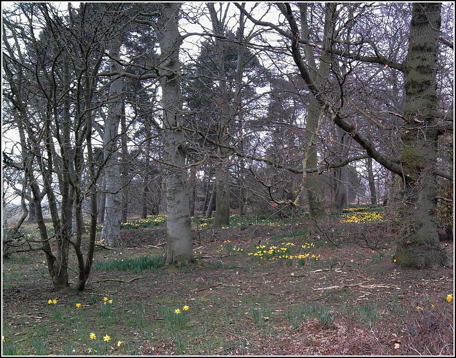 Spring two Photograph by Geoff Cooper - Fine Art America