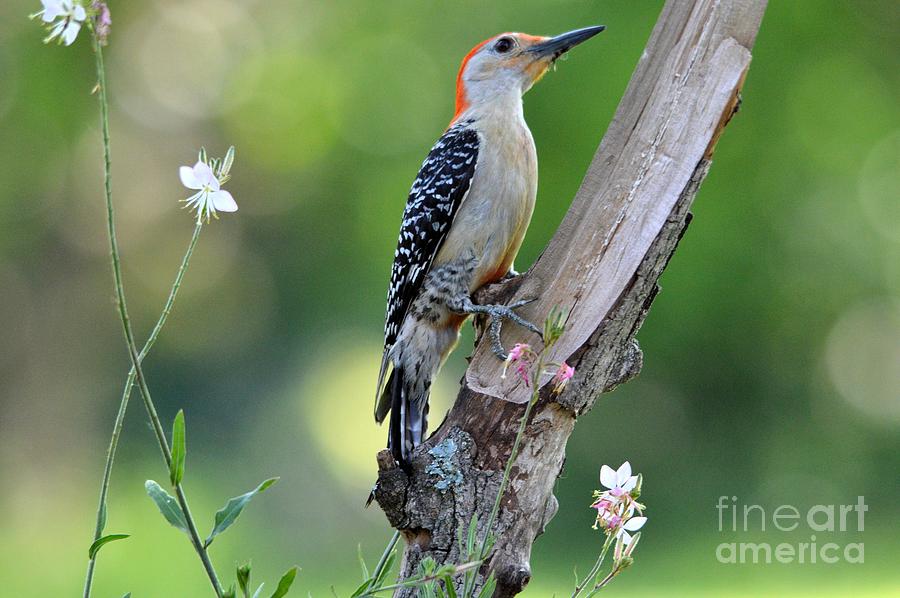 Spring Woodpecker Photograph by Charles Trinkle - Fine Art America