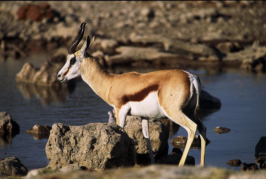 Springbok drinking Photograph by Stefan Carpenter - Fine Art America