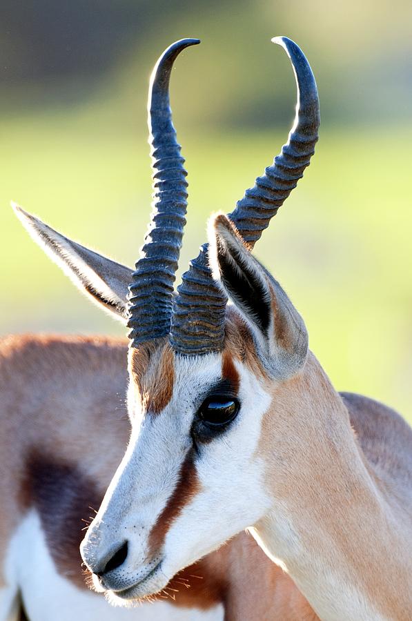 Springbok Photograph by Science Photo Library - Fine Art America